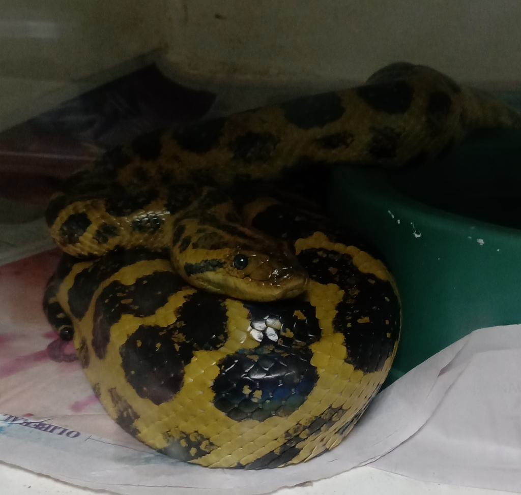 Dark-spotted Anaconda from Centro Amazônico de Herpetologia on January ...