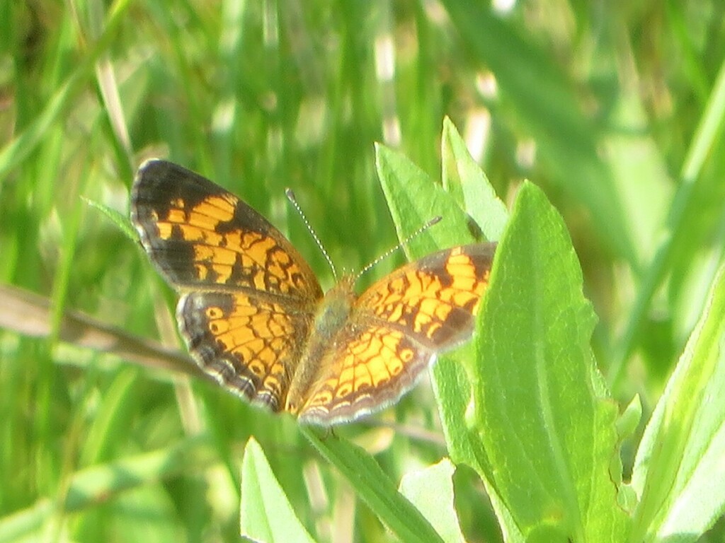 Northern Crescent from 11km SW of Suomi - Paul Lake on August 23, 2018 ...