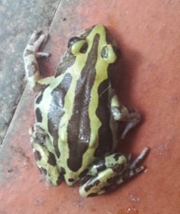 Senegal Running Frog from Camdeboo Local Municipality, South Africa on ...