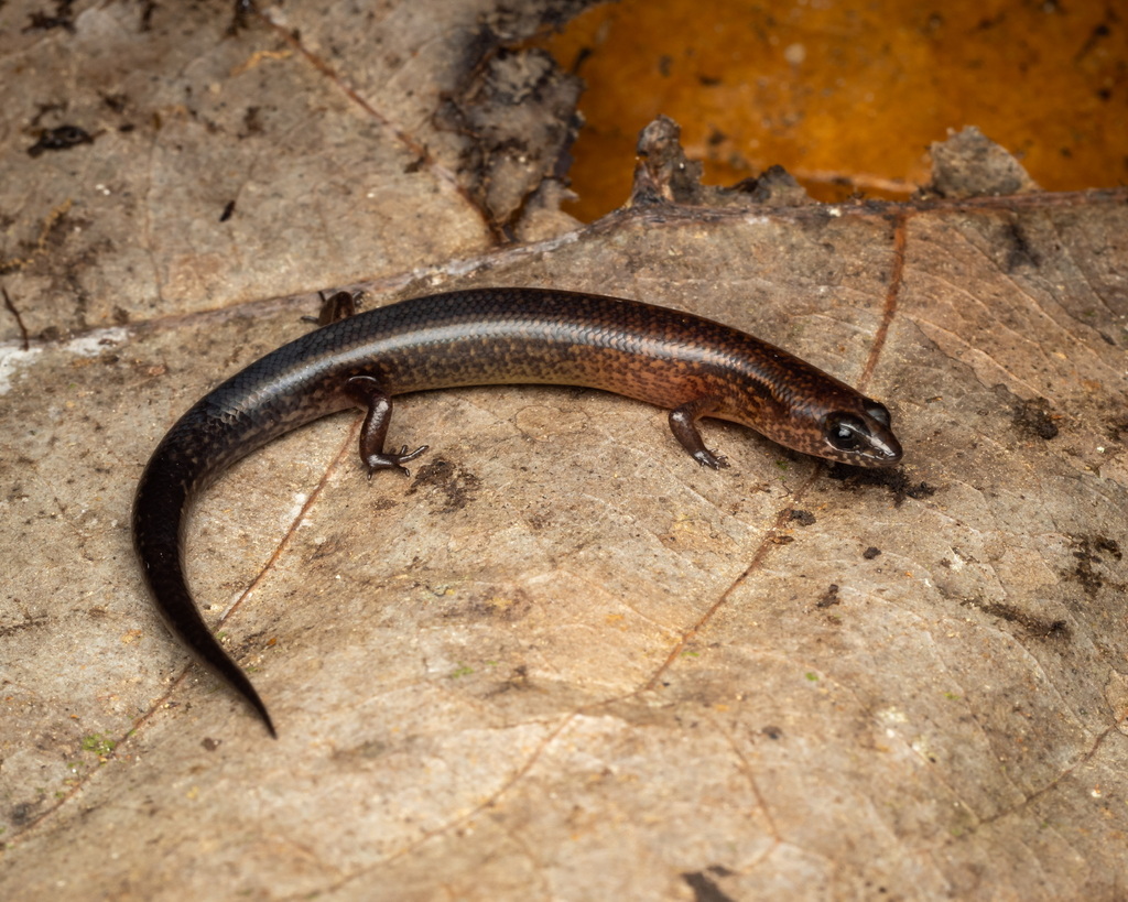 Tytthoscincus from Fraser's Hill, Pahang, Malaysia on January 10, 2023 ...