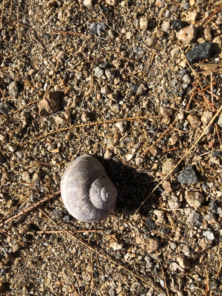 Garden Snail from San Diego County, US-CA, US on September 15, 2018 at ...