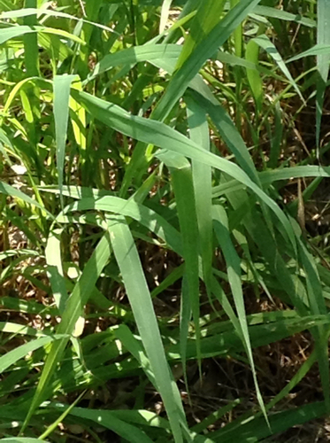 Camalote (Urochloa maxima) · iNaturalist Ecuador