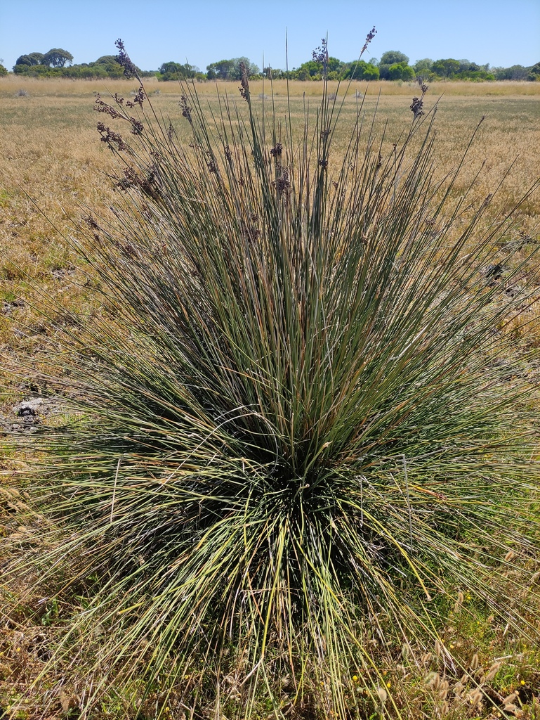 spiny rush from Wattle Range - West, South Australia, Australia on ...