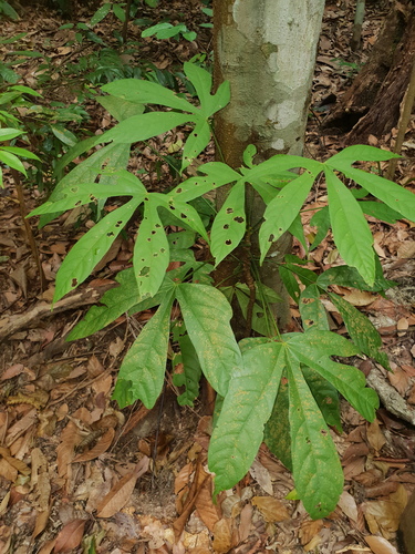 Scaphium macropodum · iNaturalist Ecuador