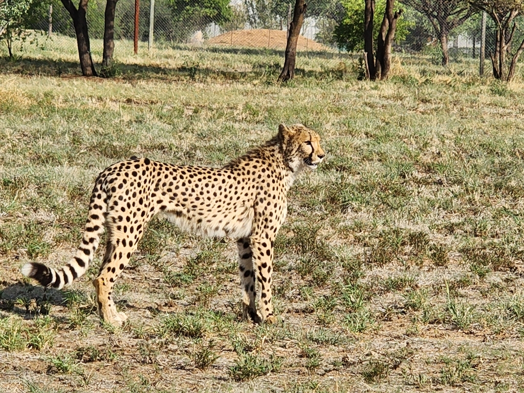 Southern and Eastern African Cheetah in January 2023 by Madison Lin ...