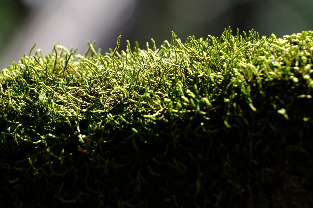 Dwarf Anomodon Moss from Austin, TX, USA on January 10, 2023 at 01:04 ...