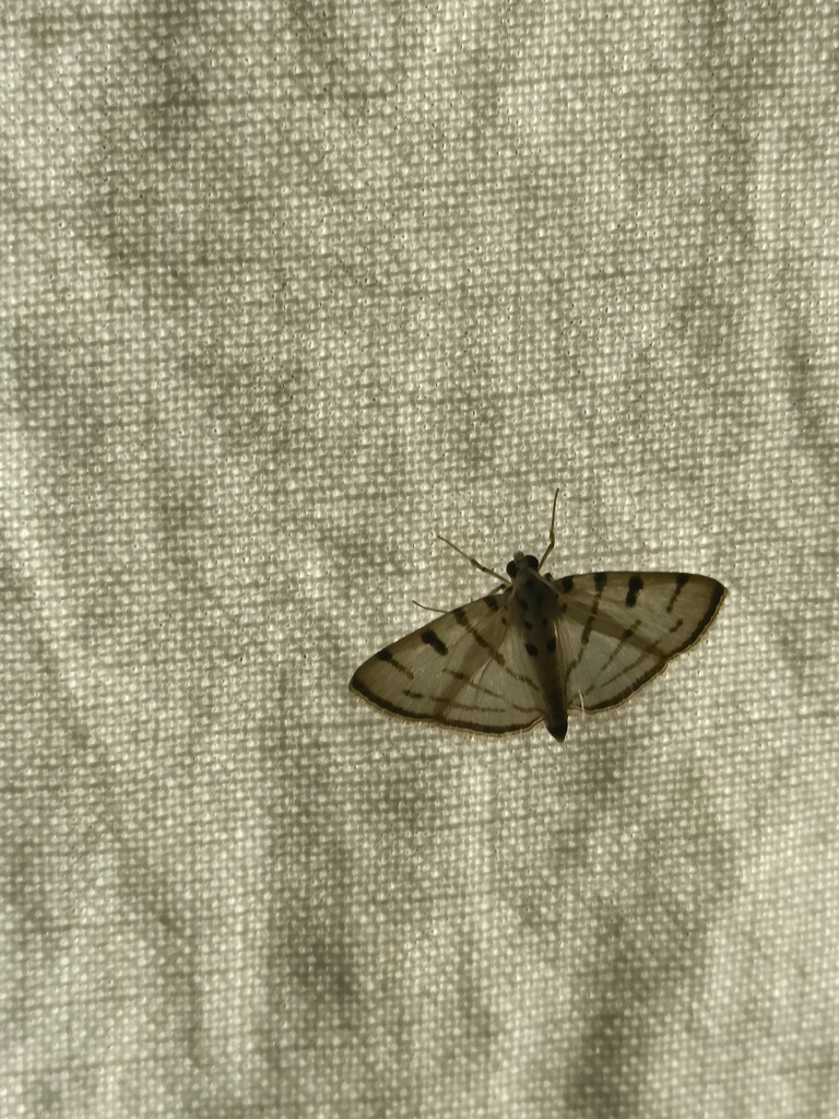 Pycnarmon virgatalis from St. Thomas Mount, Parangi Malai, St.Thomas ...
