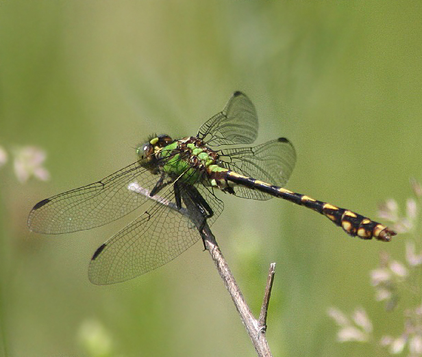 Brook Snaketail in June 2018 by Allen Barlow · iNaturalist