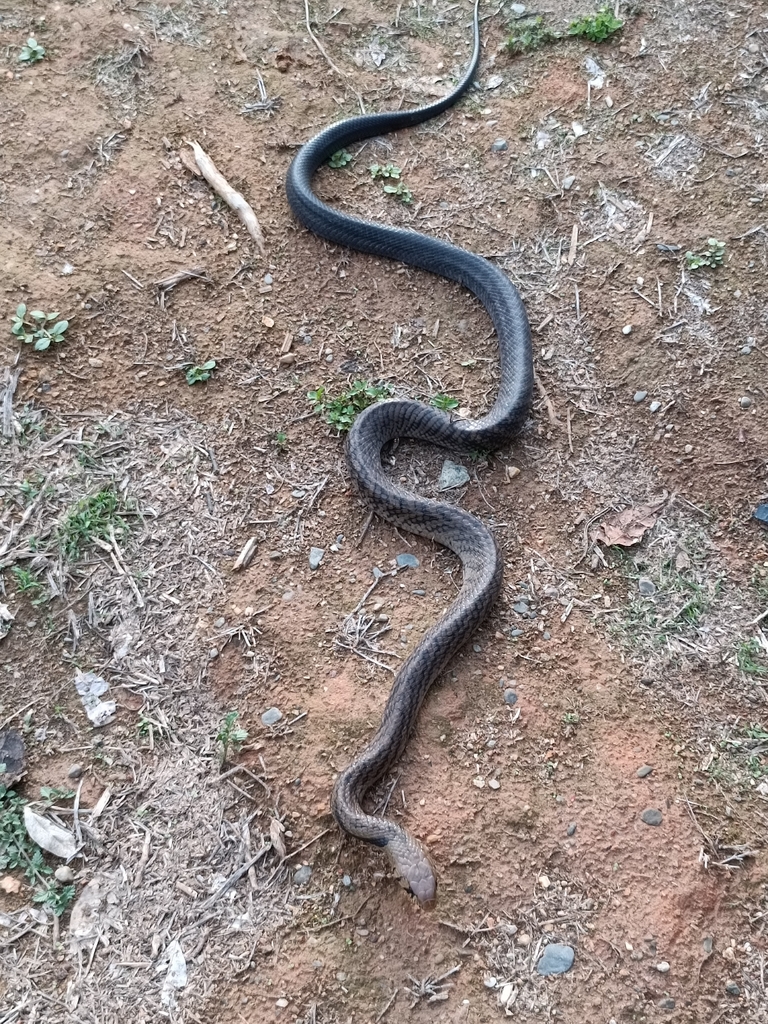 Central American Indigo Snake from 20470, Perú on January 1, 2023 at 05 ...
