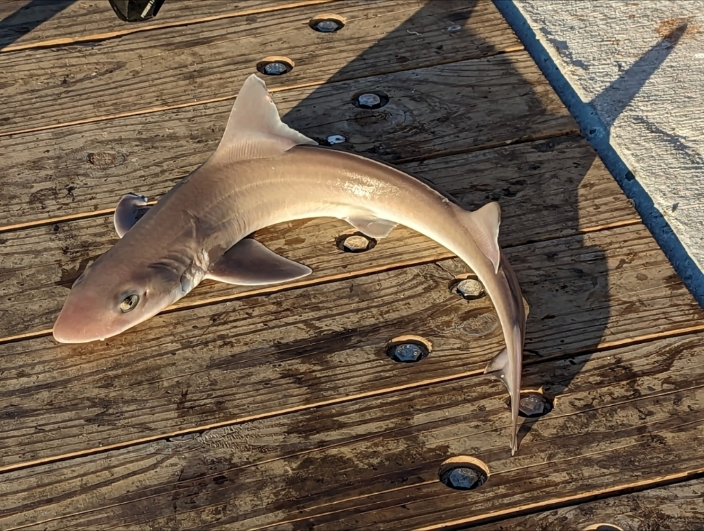 Dusky Smooth-hound in January 2023 by Michael Randolph. Caught from ...