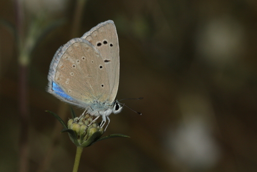 Polyommatus cilicius · iNaturalist United Kingdom