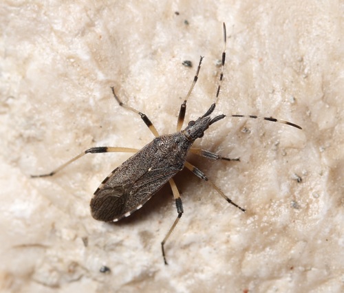 Dicranocephalus setulosus · iNaturalist United Kingdom