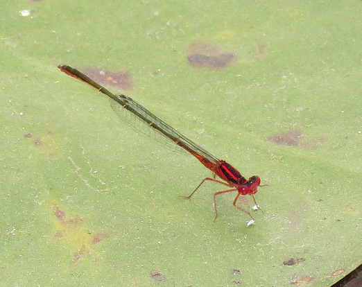 Scarlet Bluet in June 2018 by Allen Barlow · iNaturalist