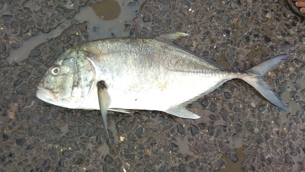 Giant Trevally from Sassoon Dock Rd, Azad Nagar, Colaba, Mumbai ...