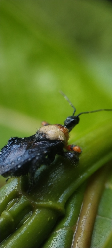 Bee Assassins from Finca Cantaros on January 11, 2023 at 08:44 AM by ...