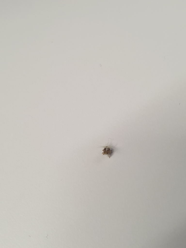 Passionvine hopper from Kate Sheppard Place on January 12, 2023 at 10: ...