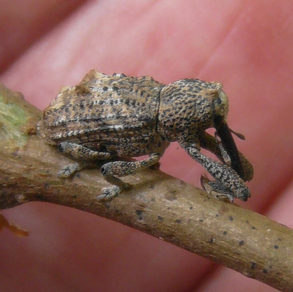 Elephant Weevil from Watsonville QLD 4887, Australia on January 12 ...
