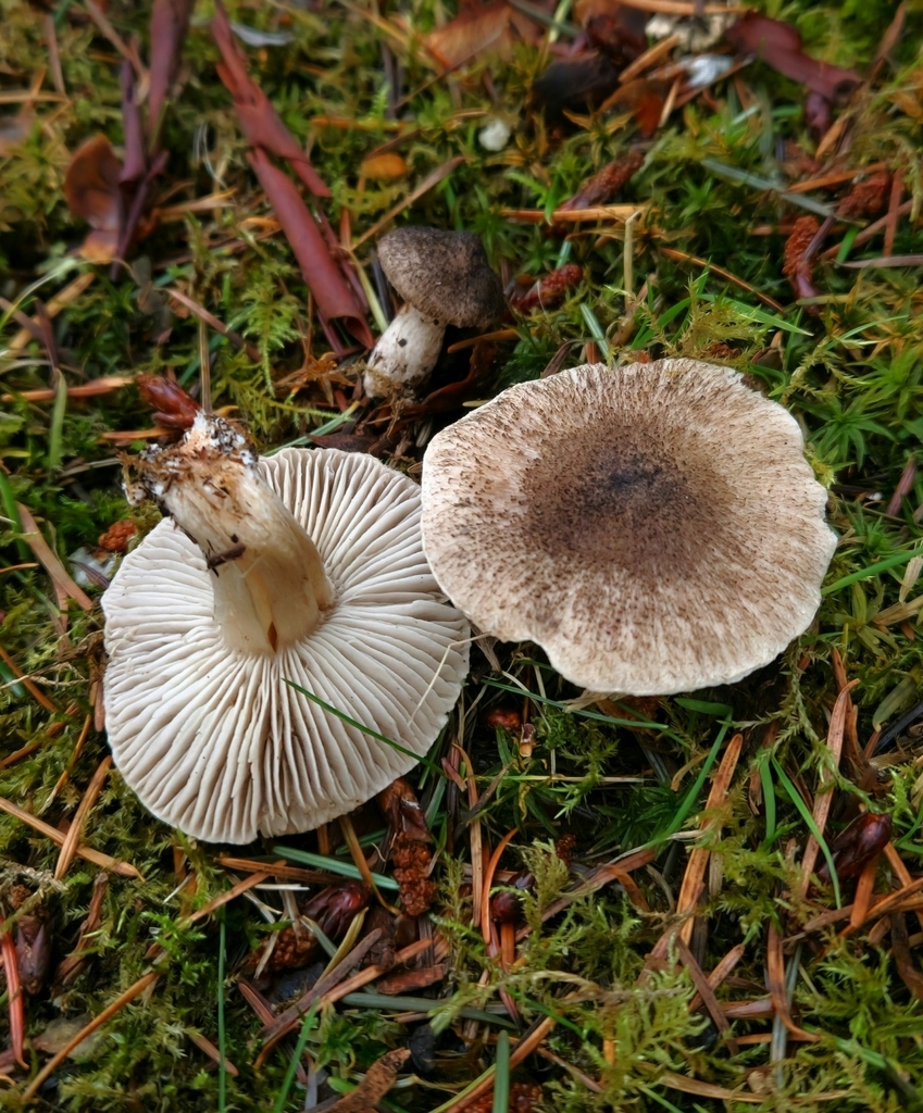 Knights in January 2023 by Kate Calderwood. Growing in a mossy lawn ...