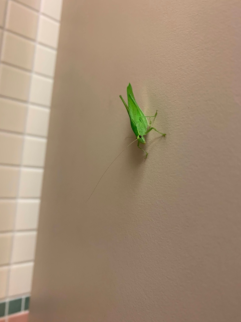 Modest Katydid from Longwood Gardens, Kennett Square, PA, US on August ...