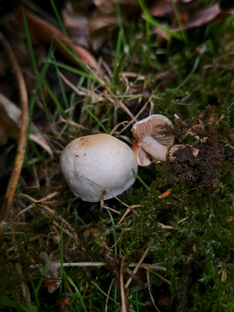 Fiber Caps in January 2023 by Kate Calderwood. Spores: brown, smooth ...