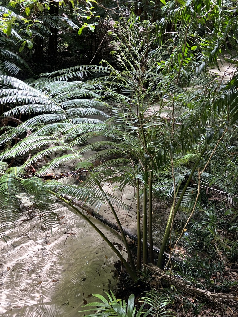 king fern from K’gari (Fraser Island) Recreation Area, Eurong, QLD, AU ...