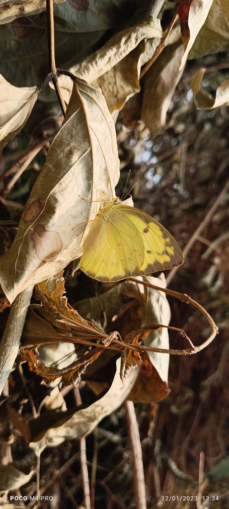 Lemon Migrant from Department of Life - Sciences on January 12, 2023 at ...