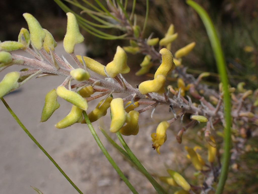 Persoonia saccata from Perth WA, Australia on January 11, 2023 at 02:09 ...