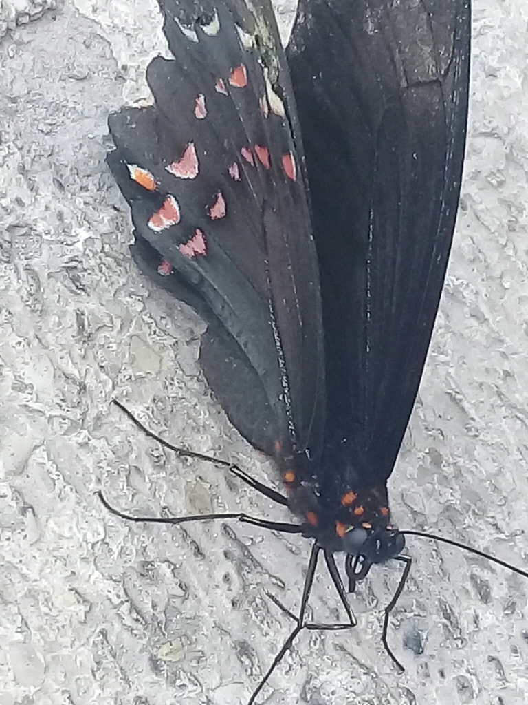 Pink-spotted Swallowtail from San Luis Potosí, MX-SL, MX on September ...