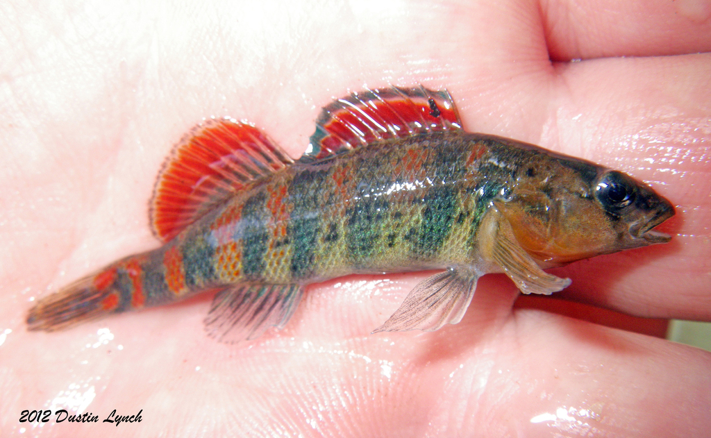 Plateau Darter from Cave Springs Branch - Unit 9 (riffle), McDonald Co ...