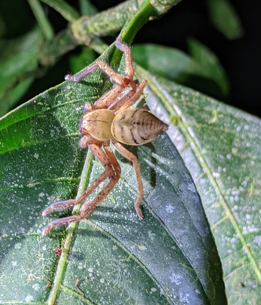 Golden Huntsman Spiders from CXJW+FHR, Barrio Flaminia, Heredia, Puerto ...