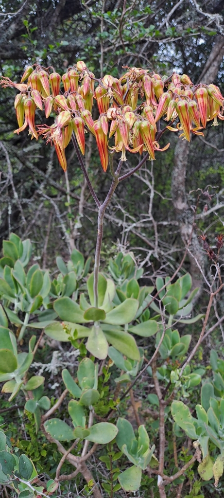 Velvet Pigsears from Groendal Nature Reserve on January 12, 2023 at 03: ...
