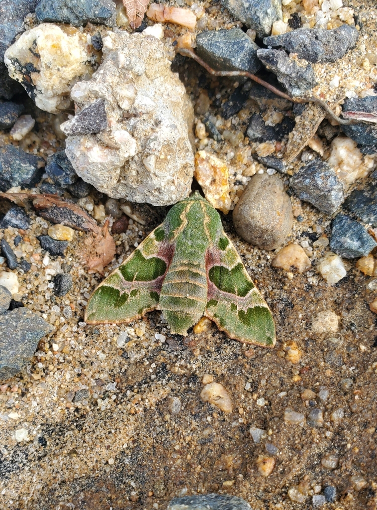 Pacific Green Sphinx from Temecula, CA 92591, USA on January 12, 2023 ...