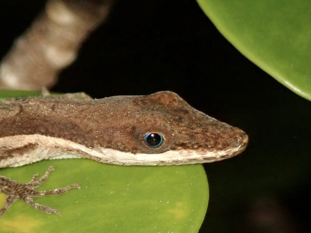 Half-lined Hispaniolan Grass Anole from Grand Sirenis Punta Cana Resort ...