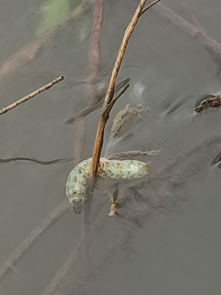 Winged and Once-winged Insects from 台灣宜蘭縣 on October 06, 2022 at 01:58 ...