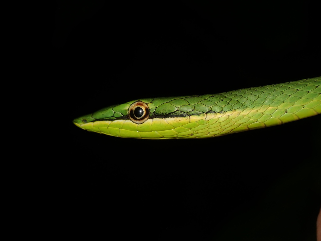 Pointy Snake Sidewinder | Desert Adaptation, Venomous & Nocturnal
