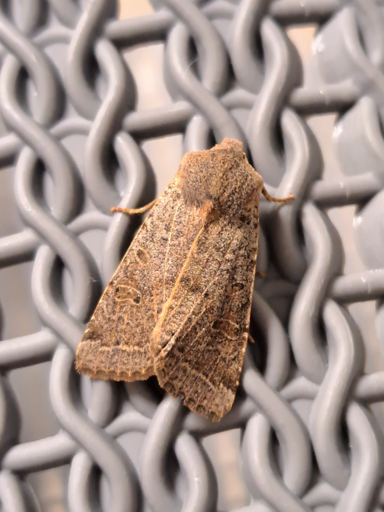 Beaded Chestnut from בית שמש, ישראל on January 12, 2023 at 10:17 PM by ...