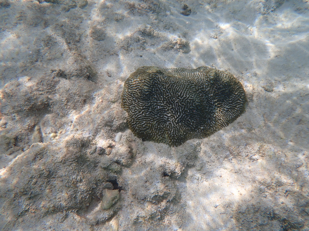 Knobby brain coral from Saint James, Barbados on January 11, 2023 at 11 ...