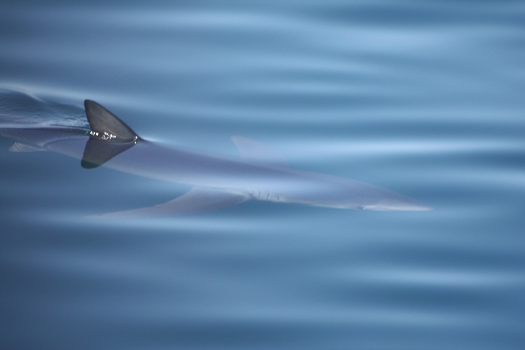 Blue Shark on July 5, 2012 at 01:37 PM by Jake Scott · iNaturalist