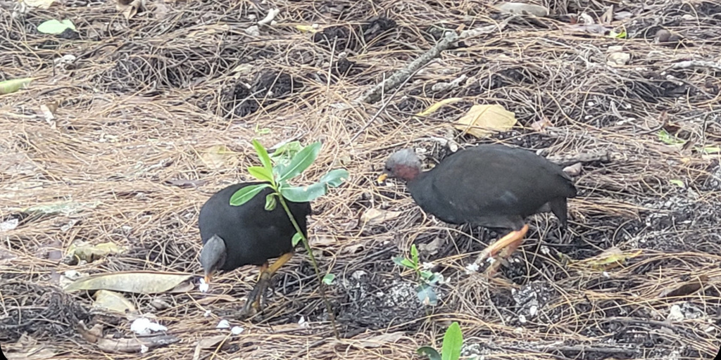 Palau Megapode in January 2023 by Charles Veith · iNaturalist