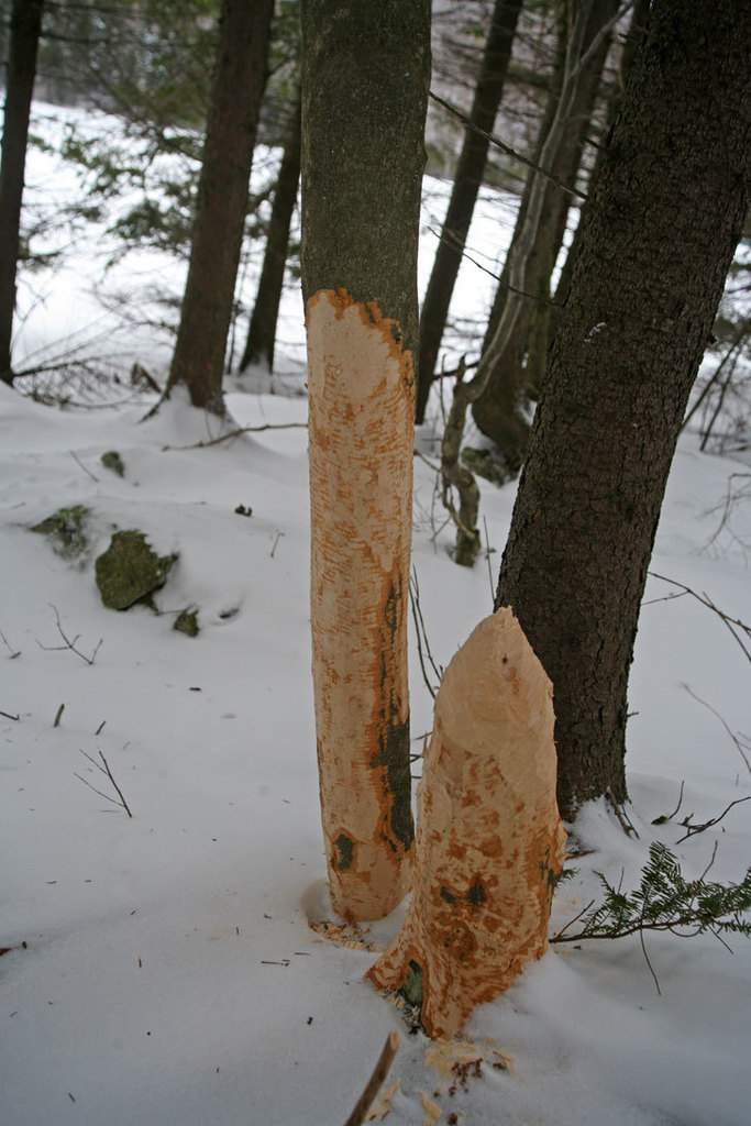American Beaver from woodstock, vt on January 9, 2011 at 04:02 PM by Ed ...