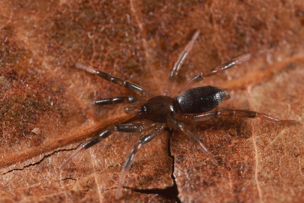 Ground Spiders from Gainesville, FL, USA on January 12, 2023 at 11:14 ...