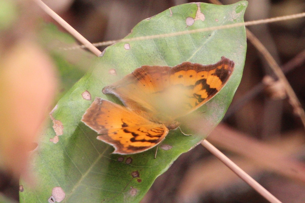 Darker Commodore from Pita Prefecture, Guinea on December 29, 2022 at ...