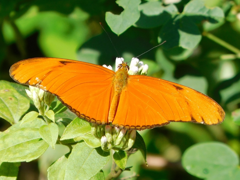 Julia Heliconian from Emerald Valley Nature Reserve. Honduras, C.A. on ...