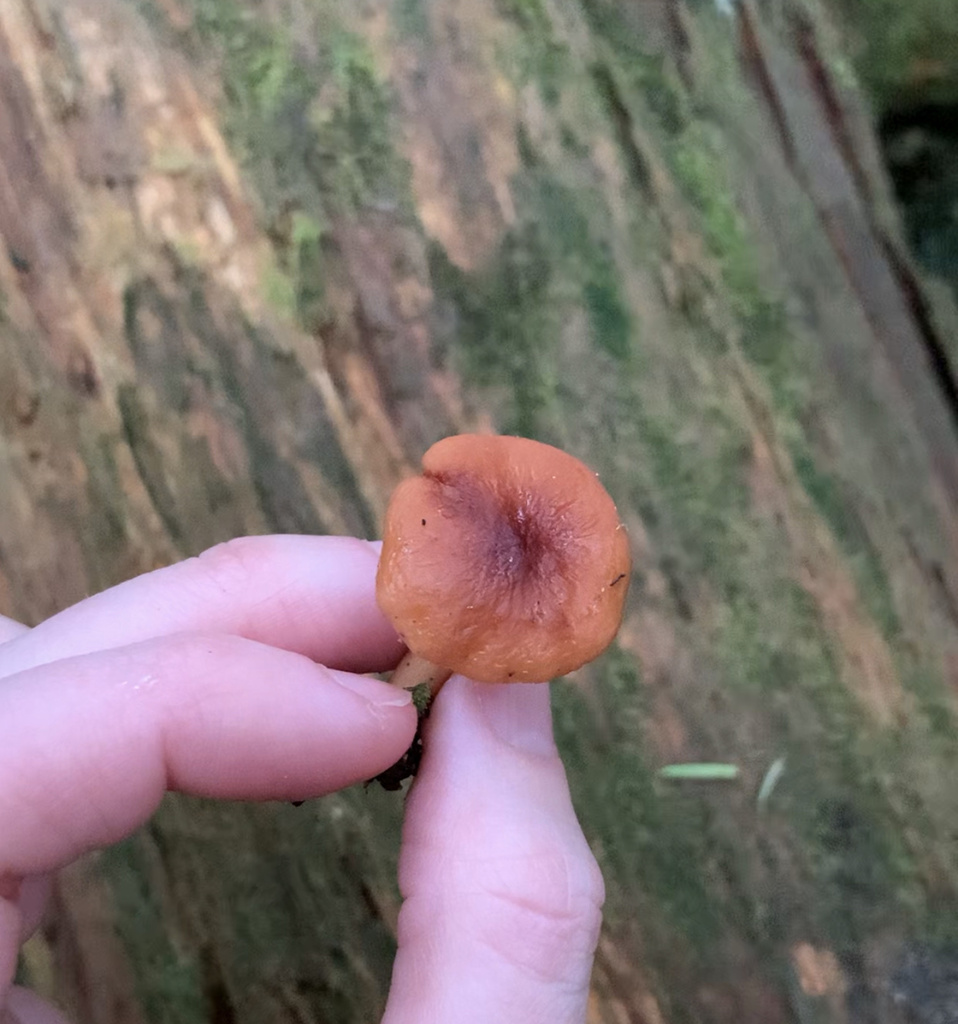 Candy Cap in January 2023 by Rachel Marinoni · iNaturalist