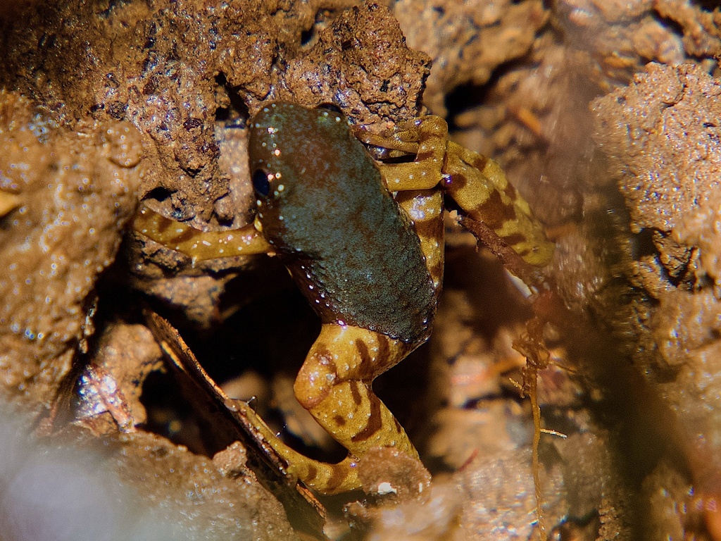 Yellow-spotted Narrow-mouthed Frog from Borneo, Lahad Datu, Sabah, MY ...