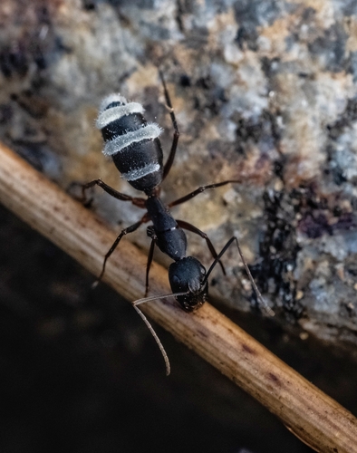 Pandora formicae · iNaturalist