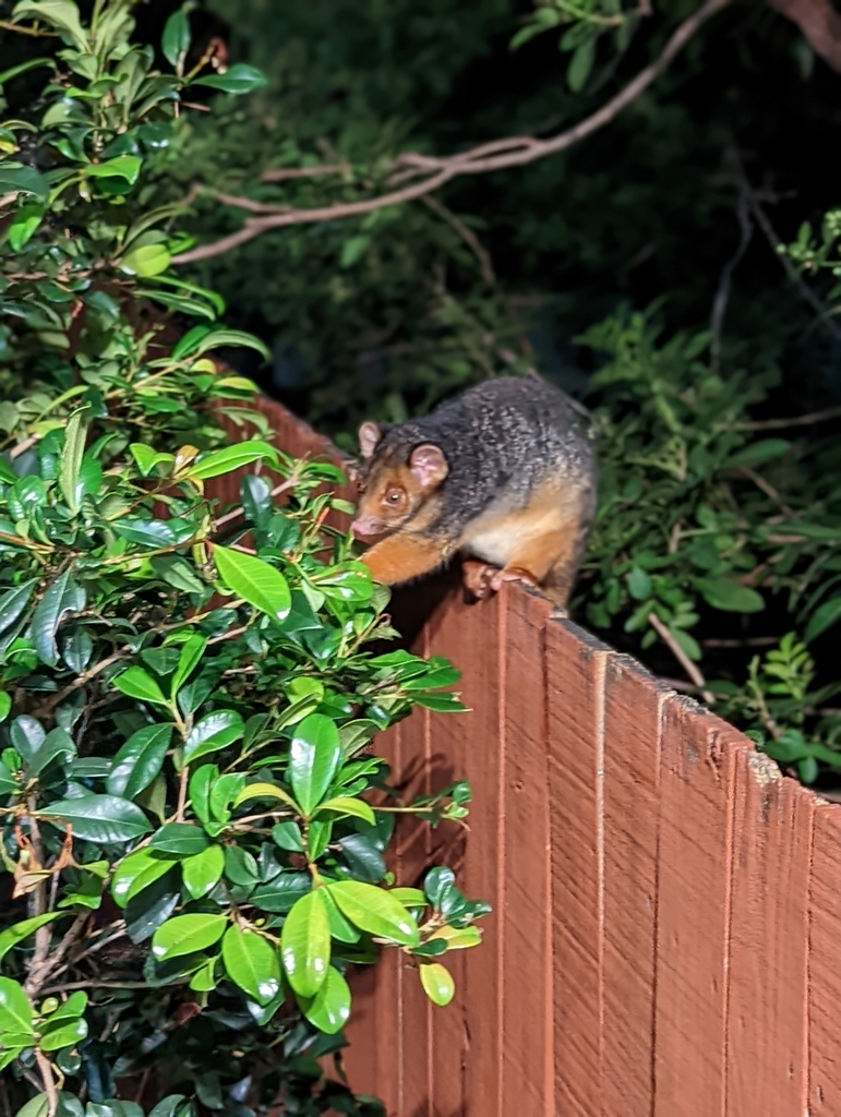 Common Ringtail Possum from Nundah on April 21, 2022 at 07:17 PM by ...