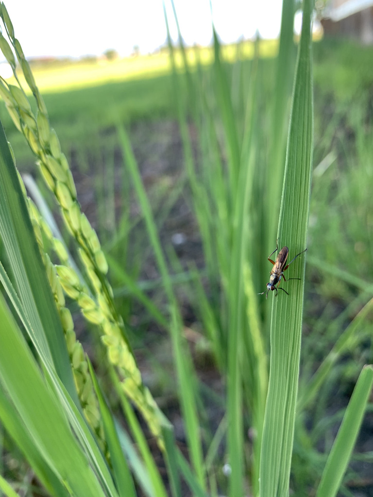 Marsh Flies from 台灣宜蘭縣 on August 12, 2022 at 09:35 PM by 生態棲地 · iNaturalist