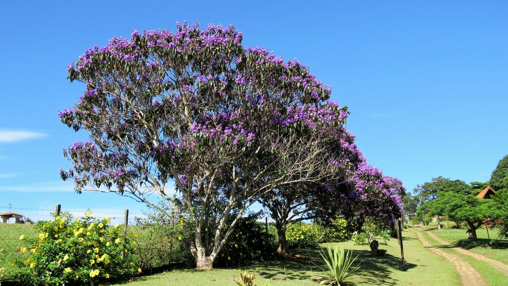 Glory Bush Tree from Joanópolis, SP, 12980-000, Brasil on February 4 ...