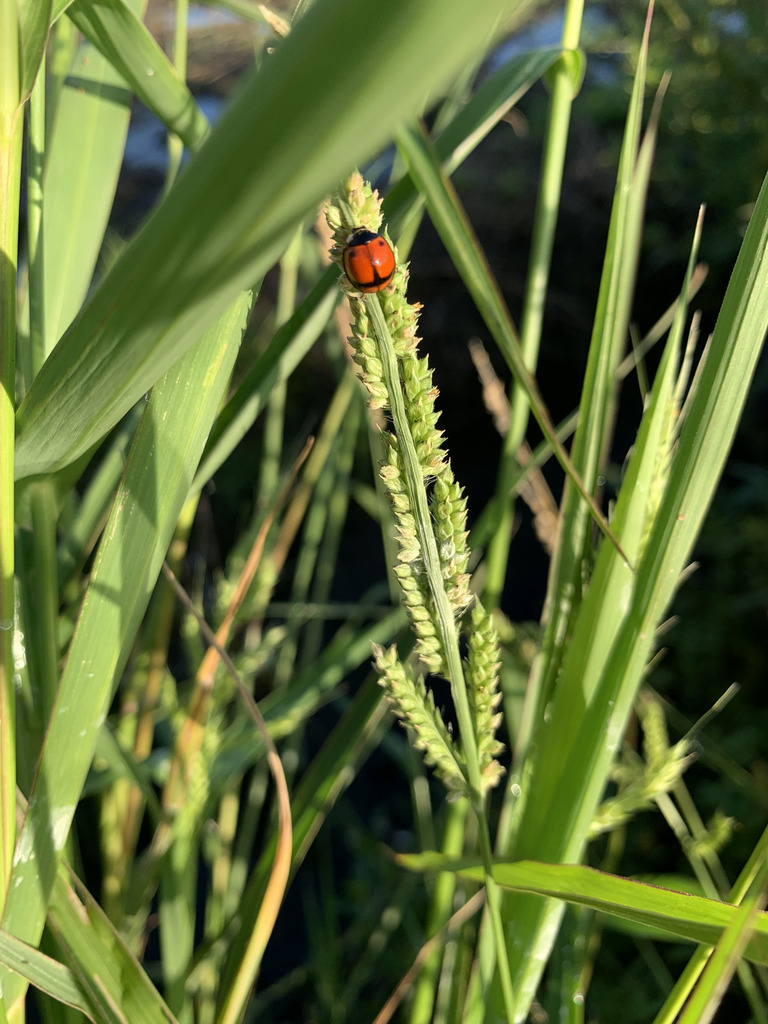 Black-spotted Lady Beetles from 台灣宜蘭縣 on September 27, 2022 at 06:48 AM ...